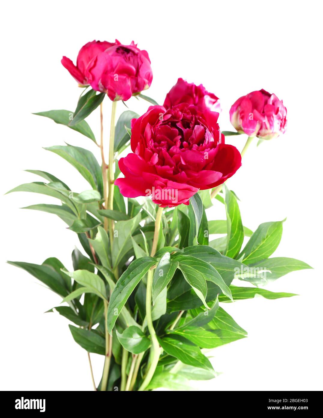 Beautiful pink peonies, isolated on white Stock Photo - Alamy