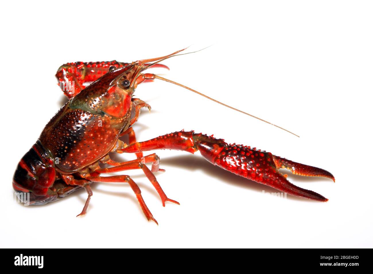 close up of crayfish which can be made into delicious dishes Stock ...
