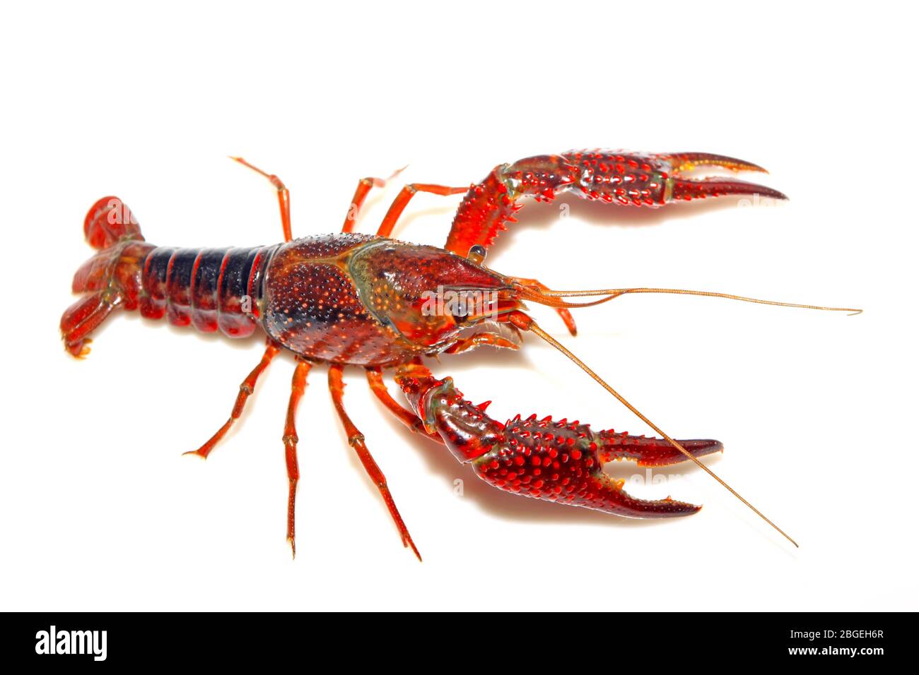 close up of crayfish which can be made into delicious dishes Stock ...