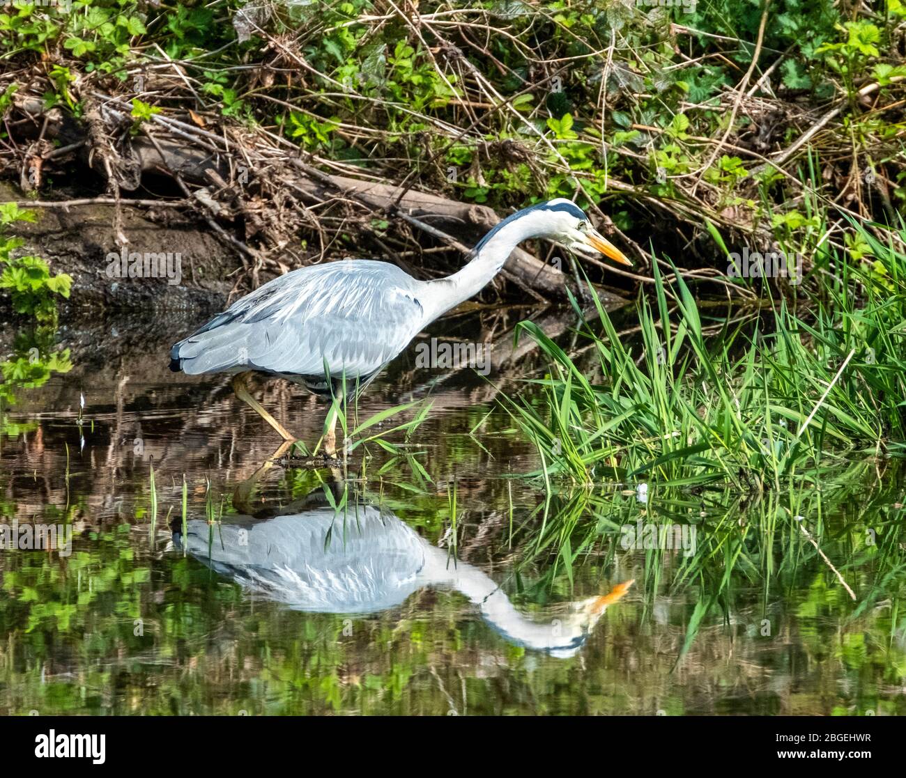 Grey Heron (ardea cinerea) stalking prey on the river Almond, West ...