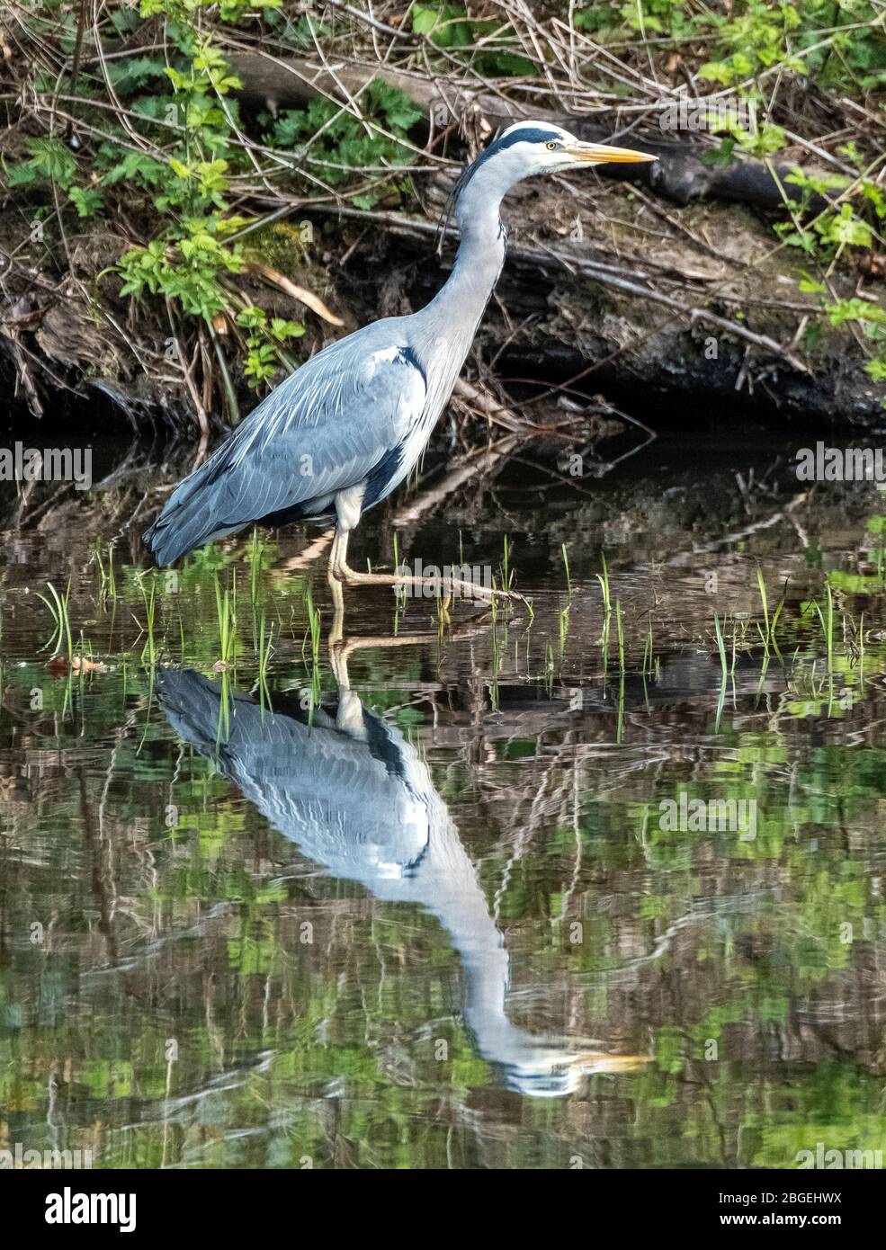 Grey heron riverbank hi-res stock photography and images - Alamy