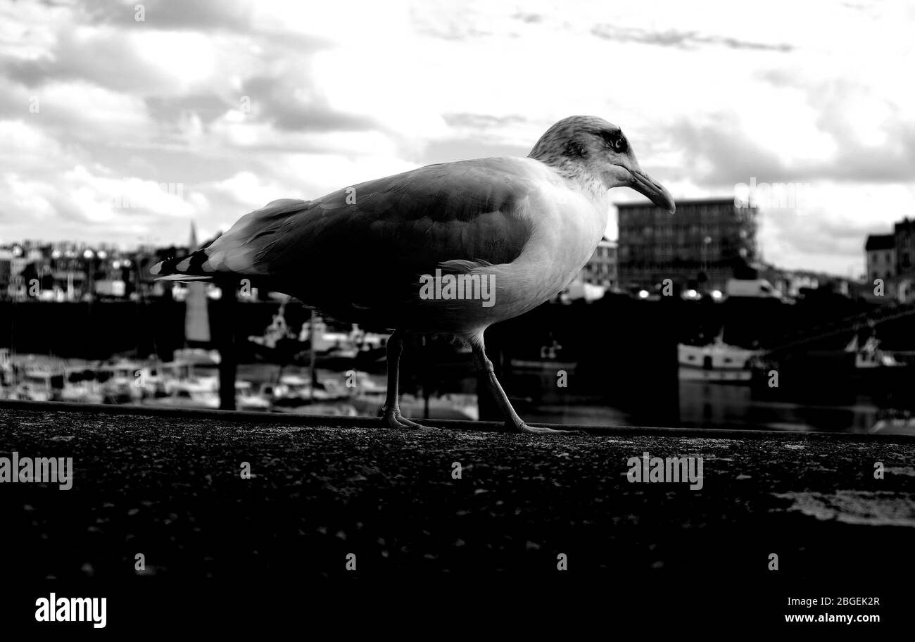 Albatross beak Black and White Stock Photos & Images - Alamy