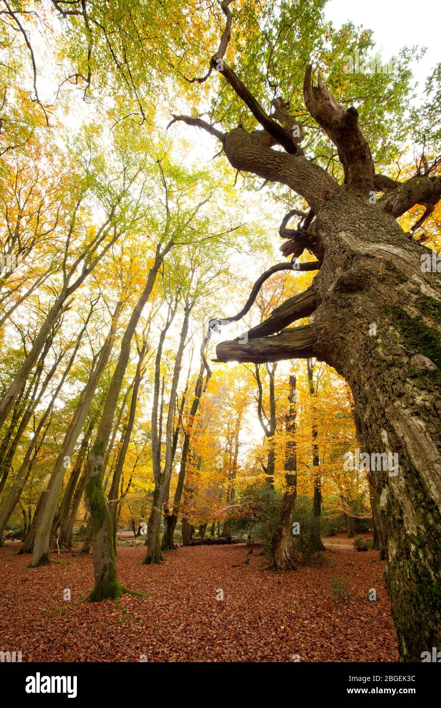 wide angle shot of Autumnal forest with golden foliage Stock Photo - Alamy