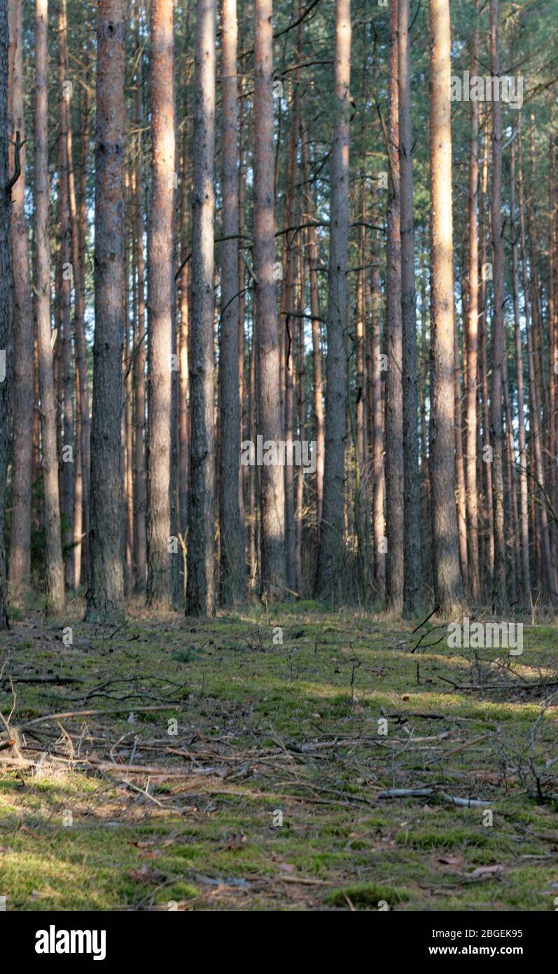 beautiful forest and beautiful forest paths Ulanów, Poland Stock Photo ...