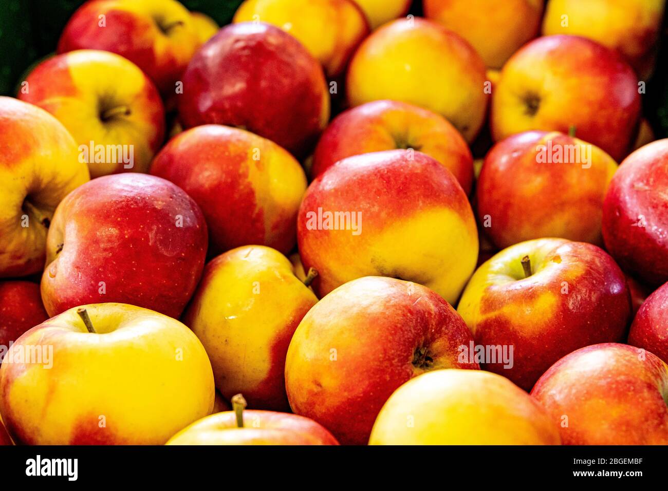 Malus domestica red pinova hi-res stock photography and images - Alamy