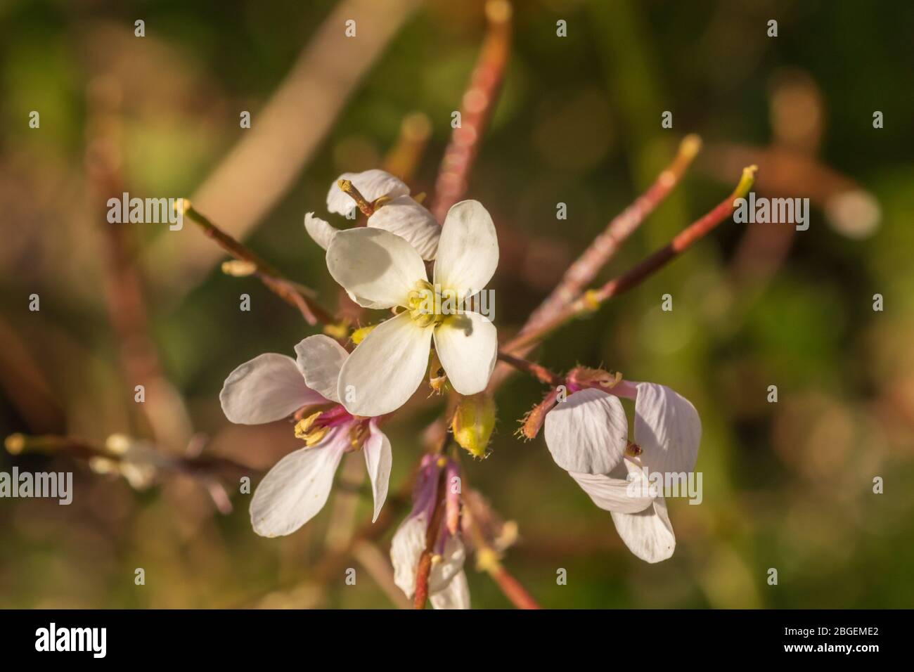 Garden wall rocket hi-res stock photography and images - Alamy