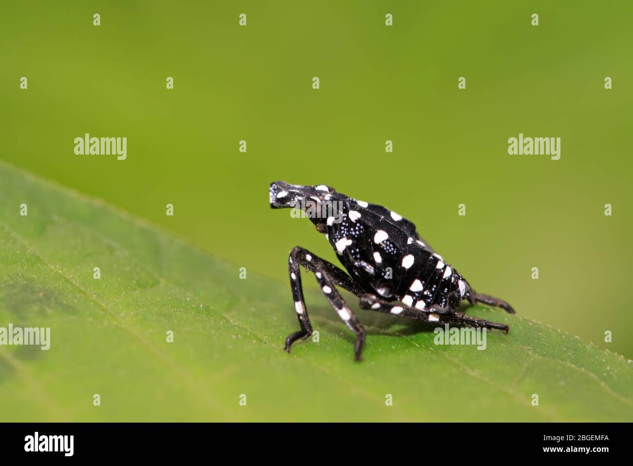 Insects classification hi-res stock photography and images - Alamy