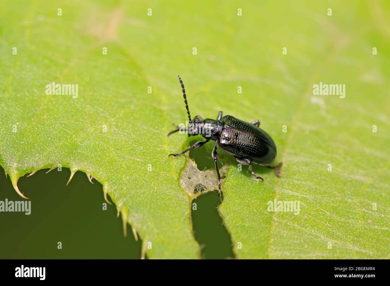 Negative mud worms hi-res stock photography and images - Alamy