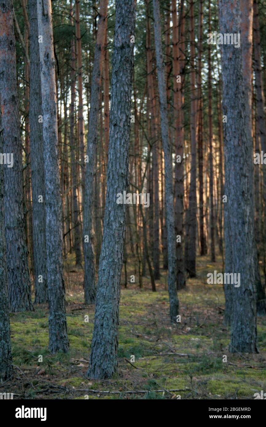 beautiful forest and beautiful forest paths Ulanów, Poland Stock Photo ...