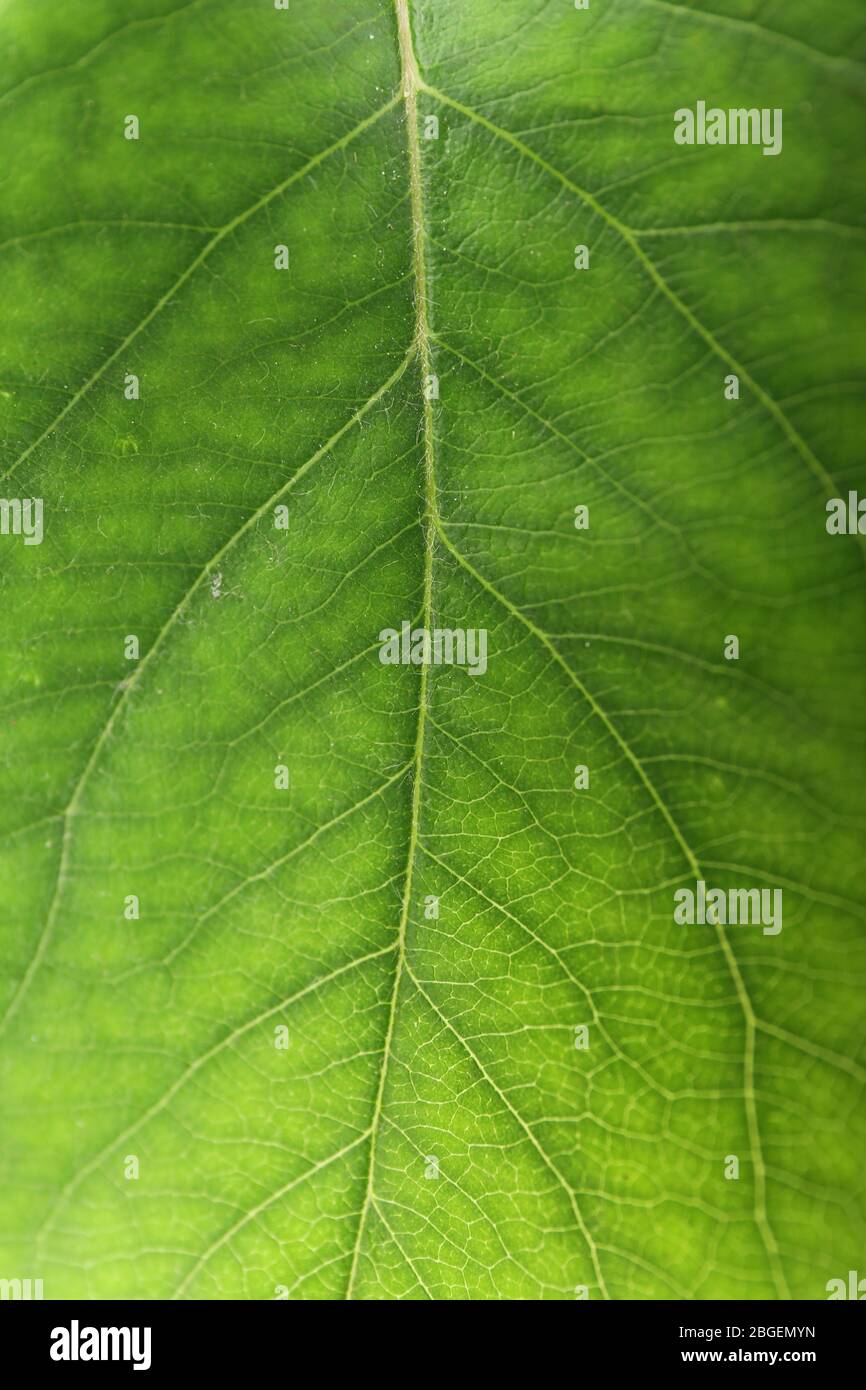 Leave Close Up High Resolution Stock Photography and Images - Alamy