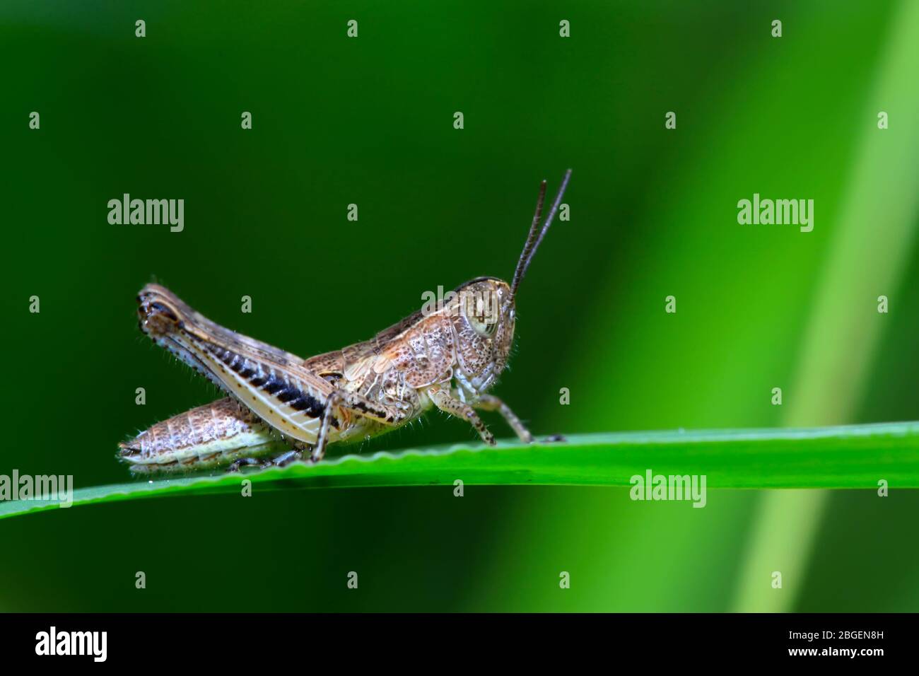 a kind of orthoptera insects on the leaf Stock Photo - Alamy
