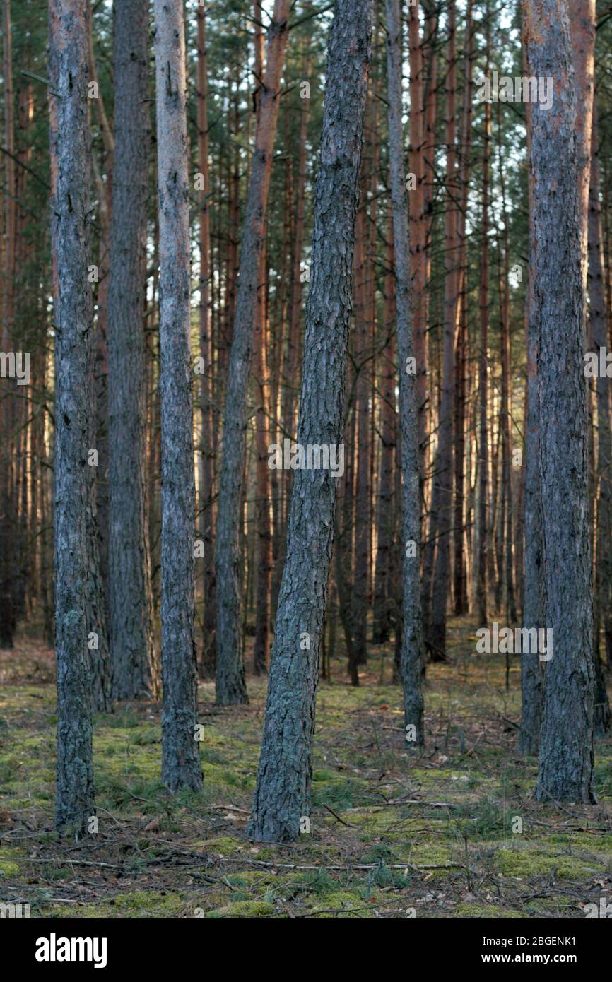 beautiful forest and beautiful forest paths Ulanów, Poland Stock Photo ...
