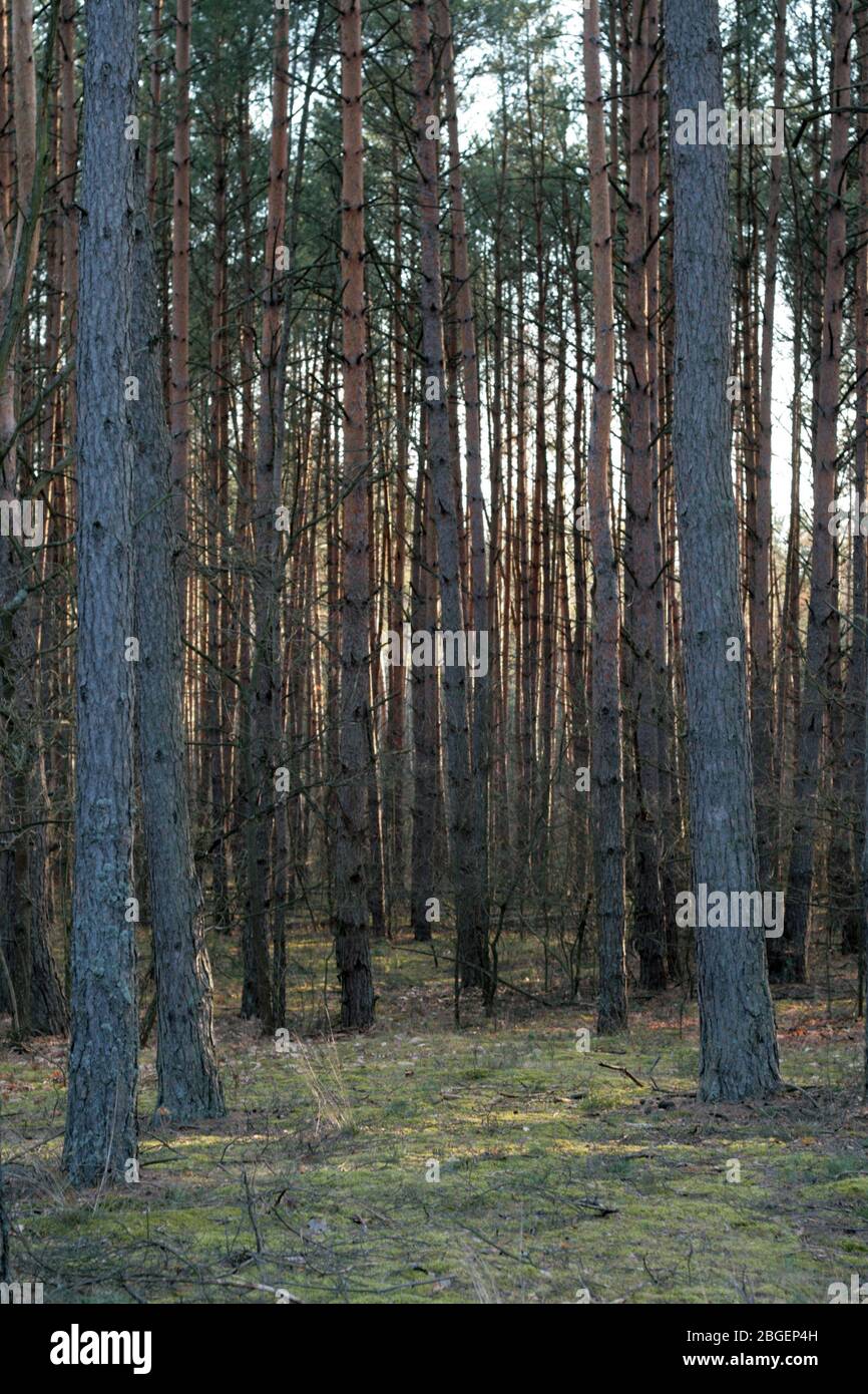 beautiful forest and beautiful forest paths Ulanów, Poland Stock Photo ...
