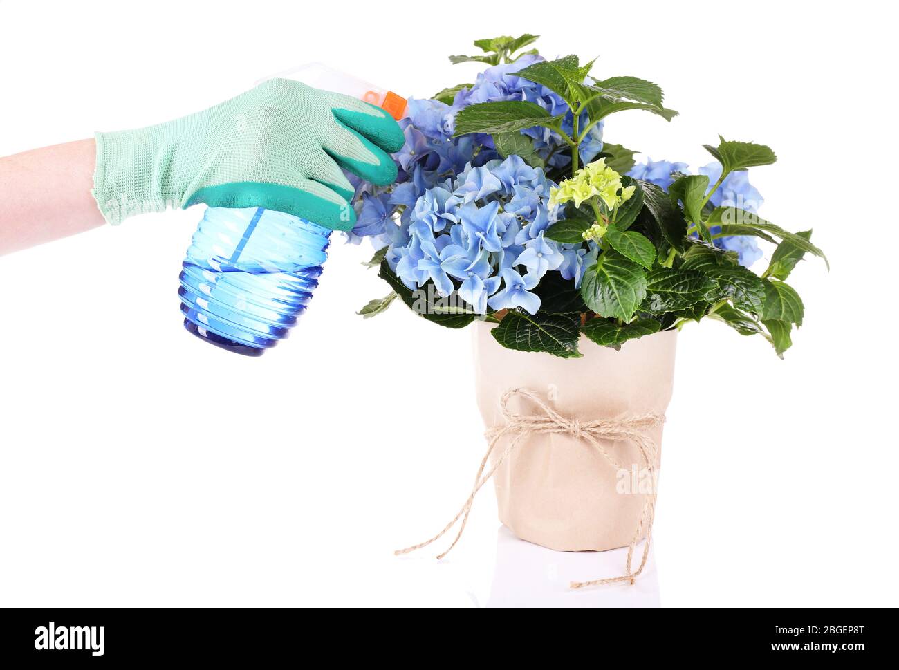 Process of caring for hydrangea flower isolated on white Stock Photo ...