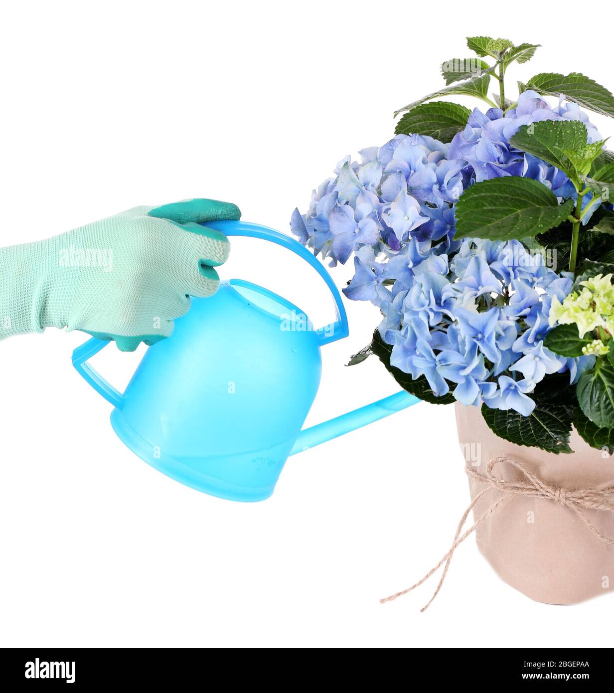 Process of caring for hydrangea flower isolated on white Stock Photo ...