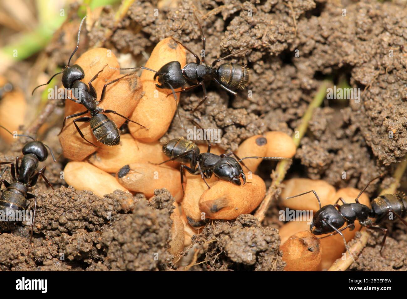 Nests in caves hi-res stock photography and images - Alamy