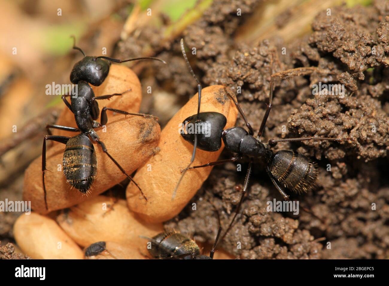 closeup of black ants in the cave Stock Photo - Alamy