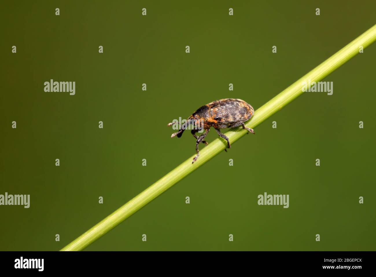 Insect With Long Nose High Resolution Stock Photography and Images - Alamy