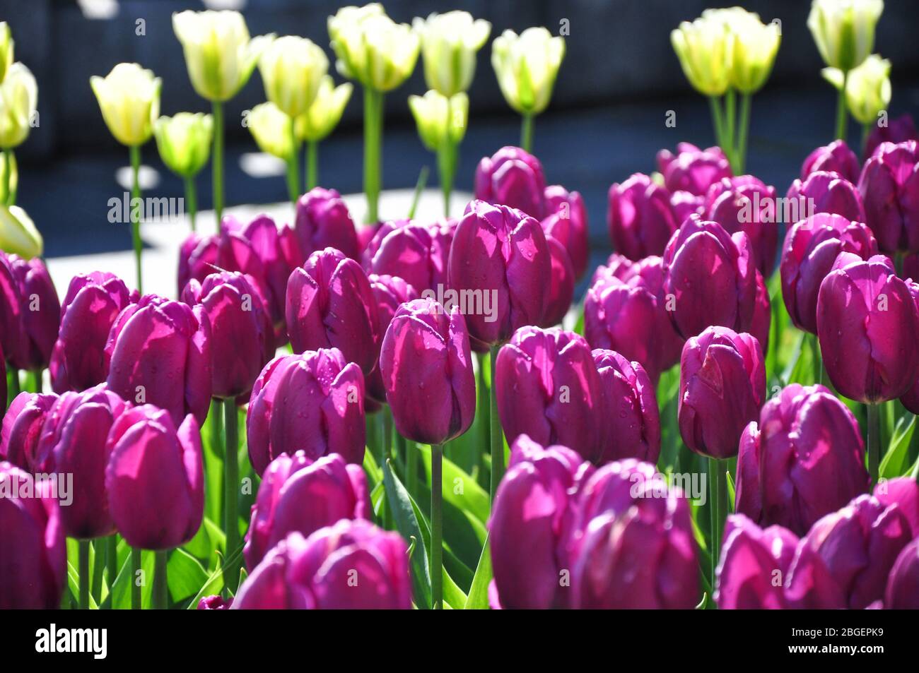 Iddefjord granite hi-res stock photography and images - Alamy