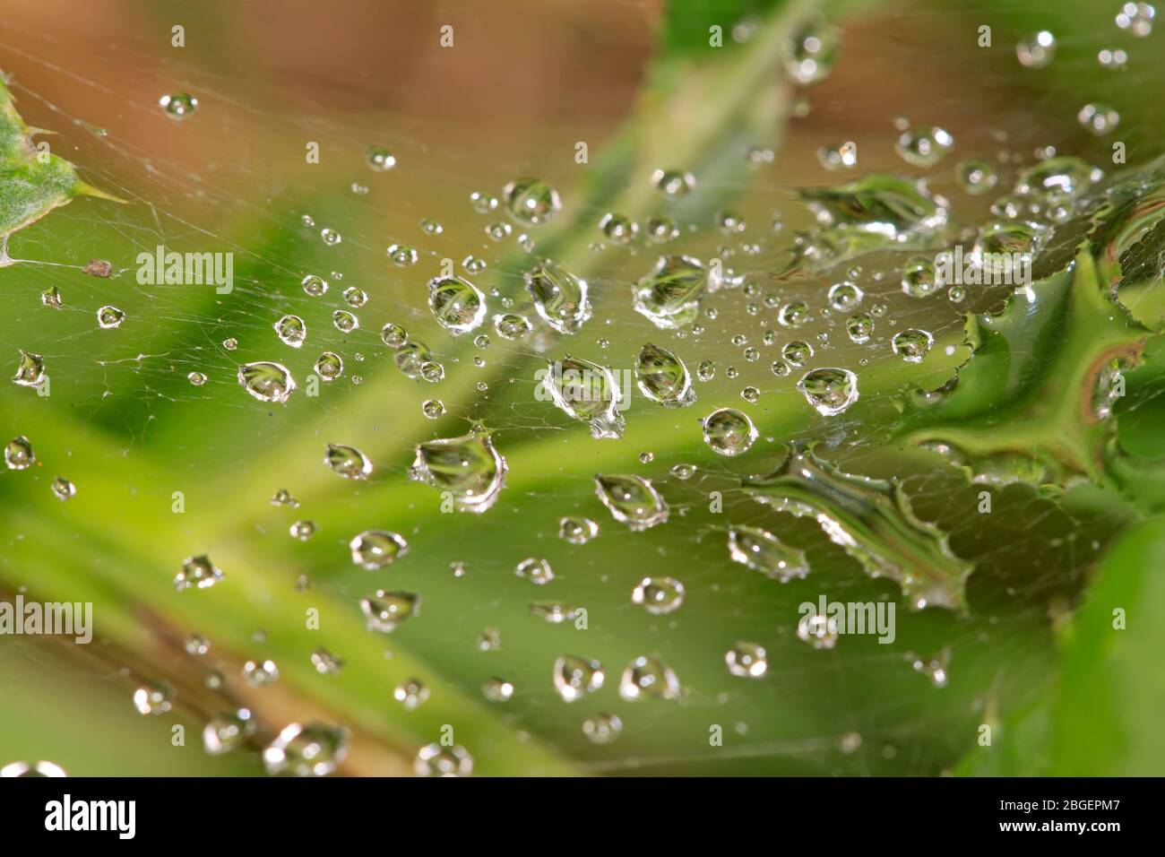 water drops on spider web Stock Photo - Alamy
