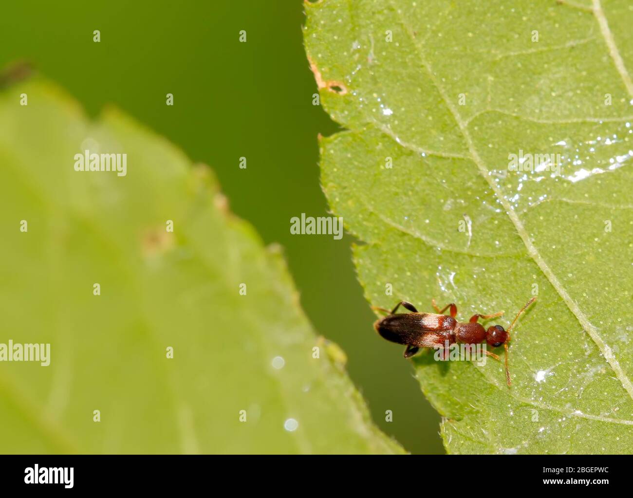 closeup of little beetle on the leaf Stock Photo - Alamy