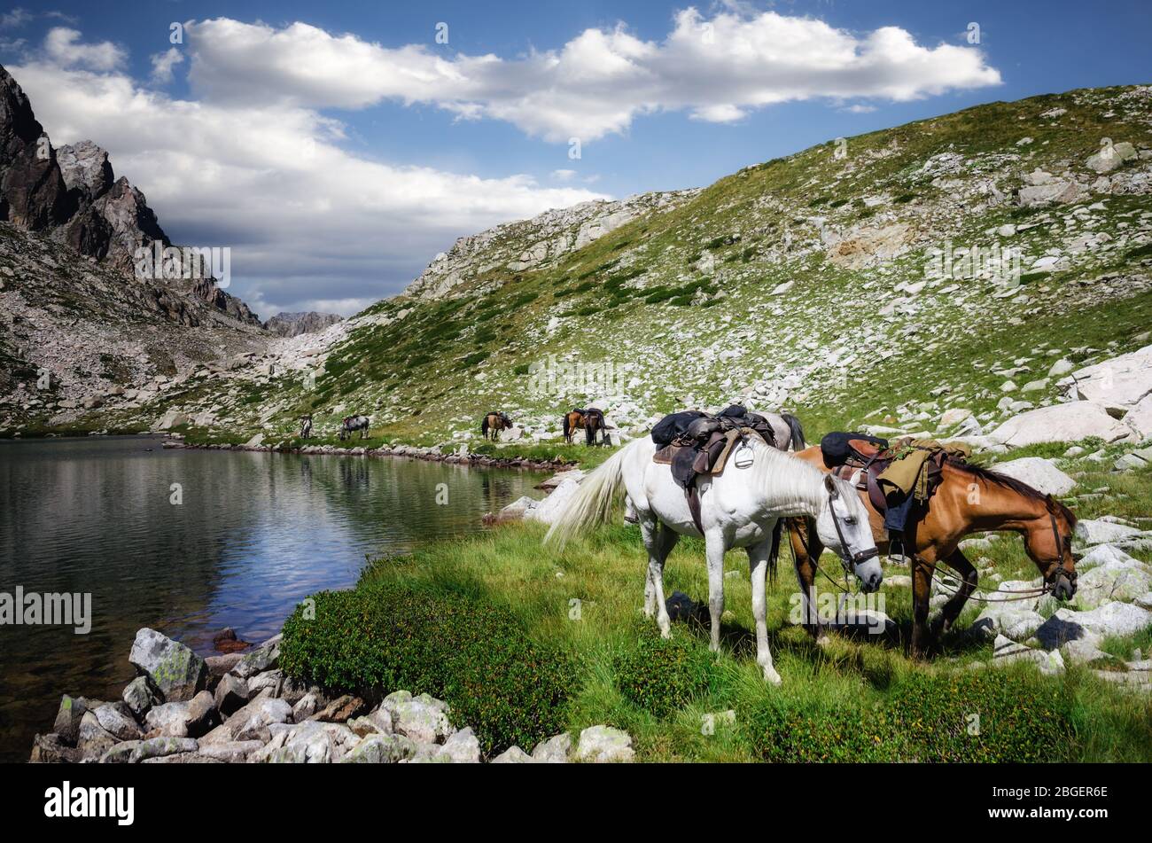 eco-friendly tour with horses in the mountains of Maritime Alps ...