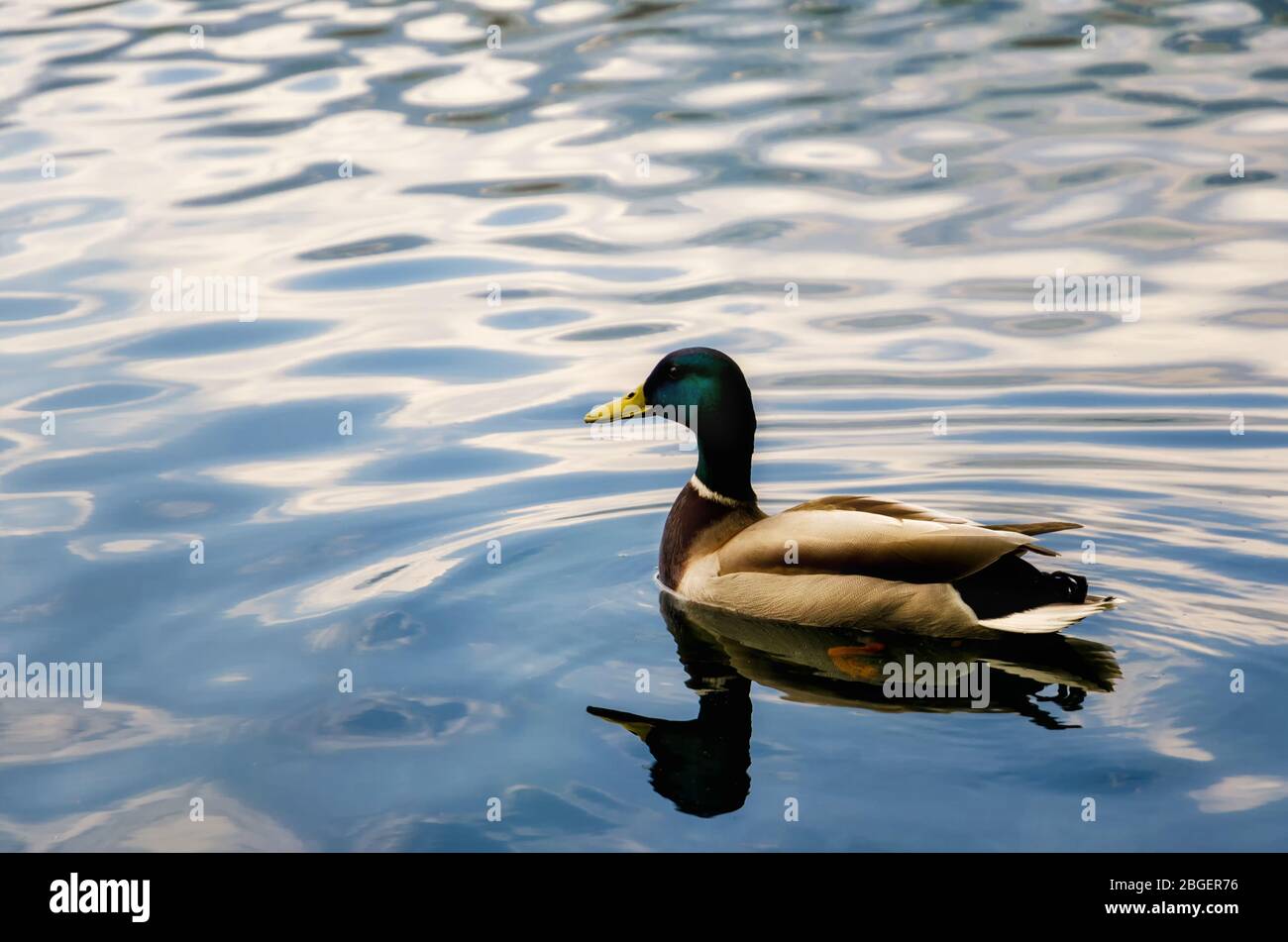 male mallard duck swimming on a lake with water reflexes Stock Photo ...