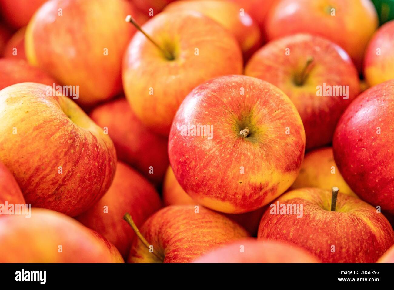 Malus domestica red pinova hi-res stock photography and images - Alamy