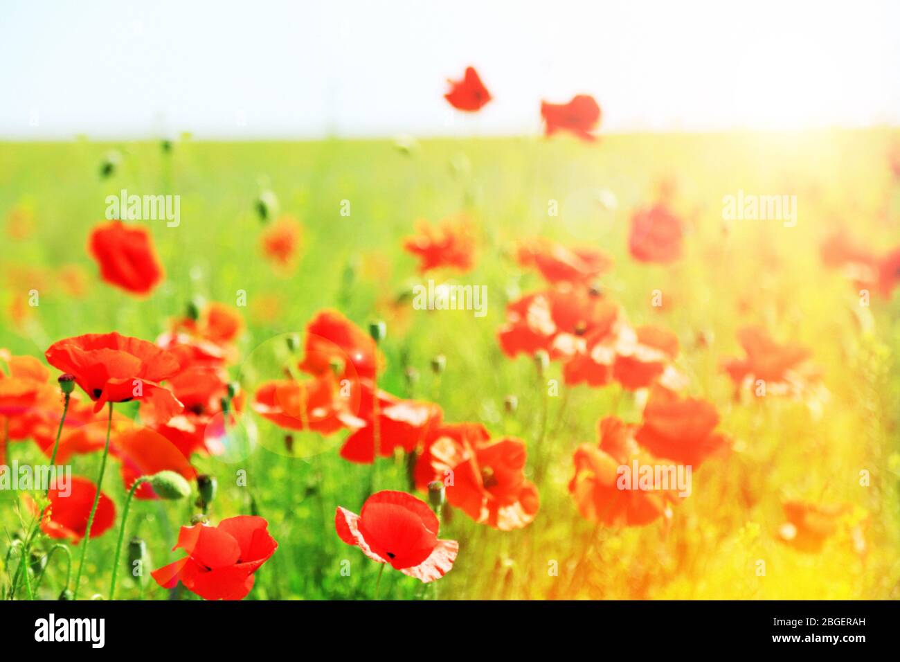 Beautiful poppy flowers in the field Stock Photo - Alamy