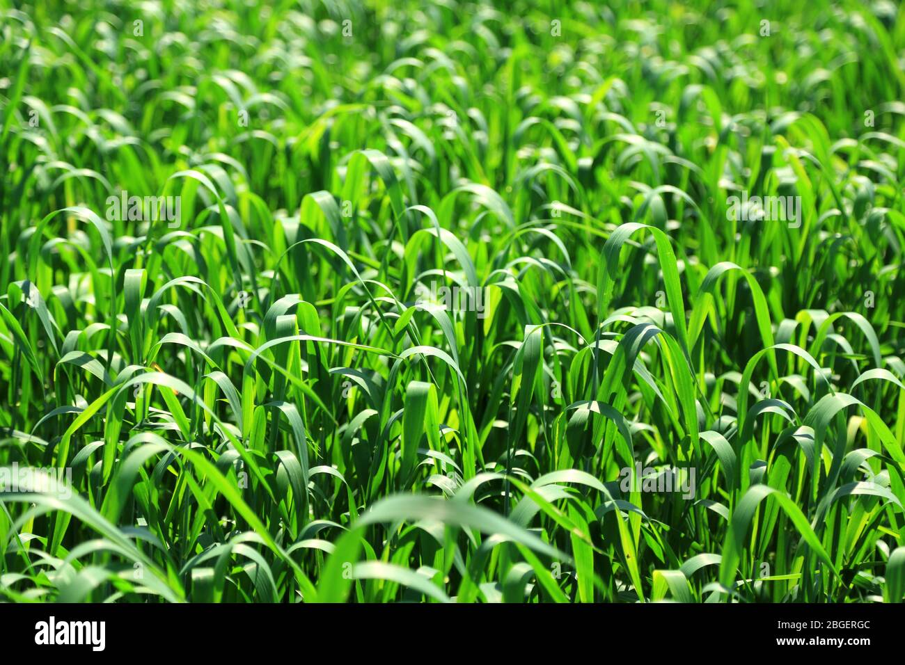 Beautiful green field Stock Photo - Alamy