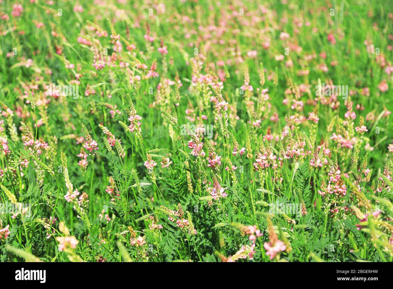 Beautiful wild flowers in the field Stock Photo - Alamy