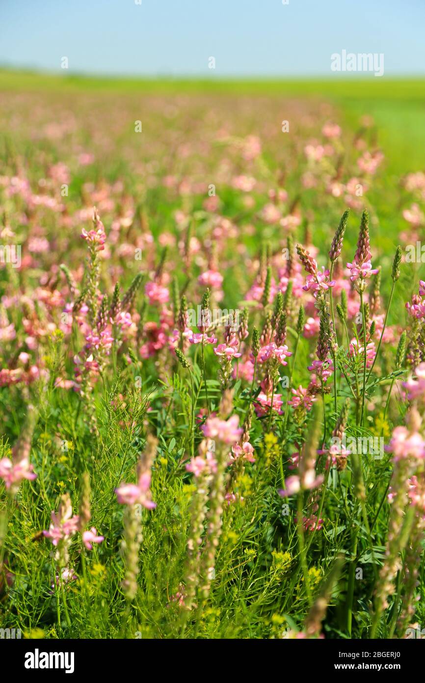Beautiful wild flowers in the field Stock Photo - Alamy