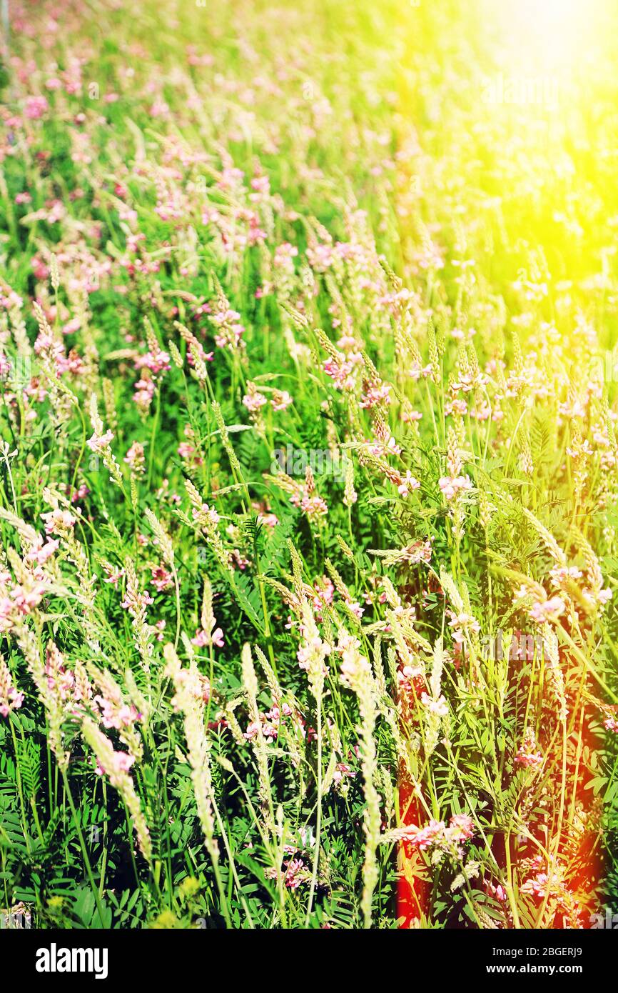 Beautiful wild flowers in the field Stock Photo - Alamy