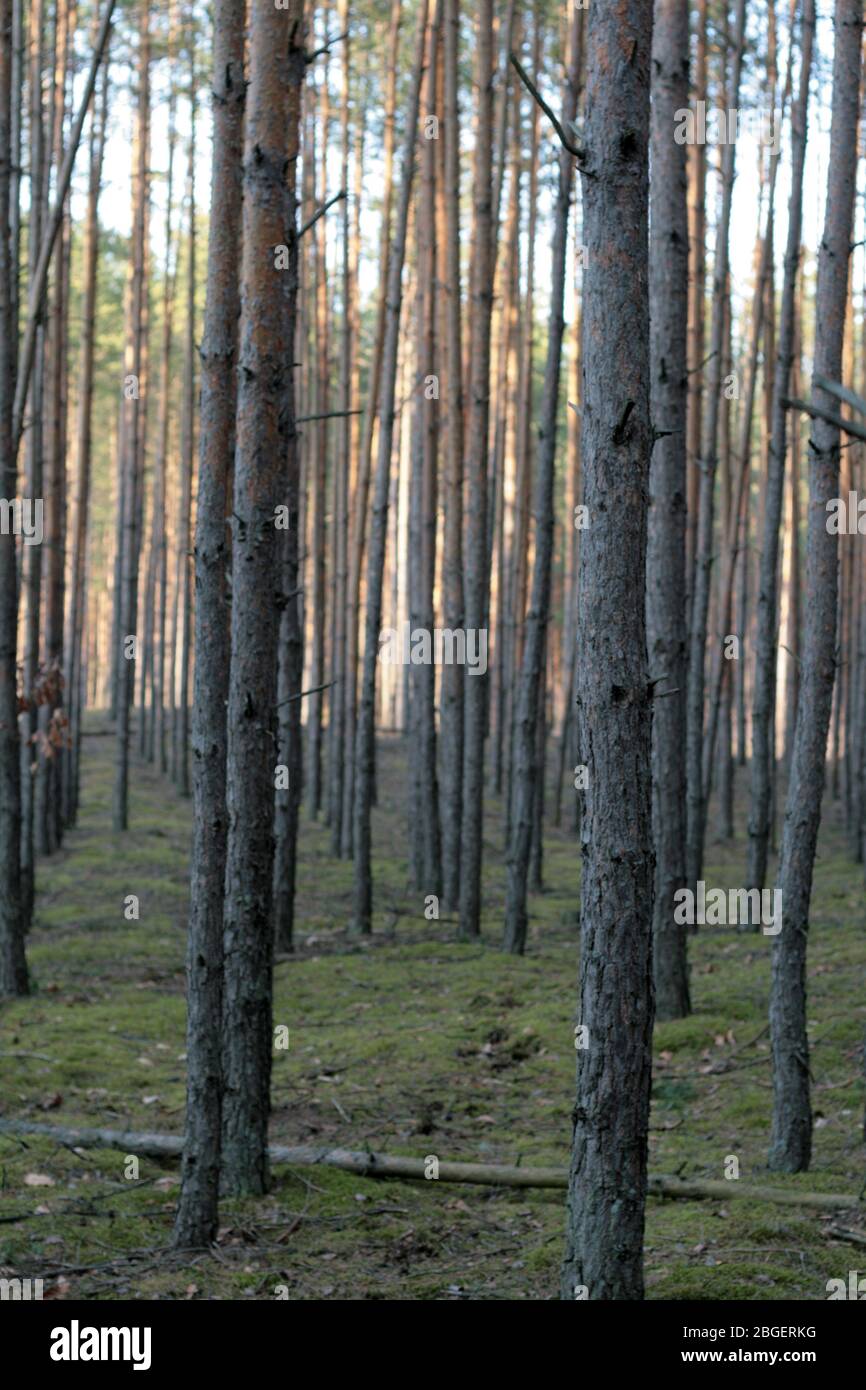 beautiful forest and beautiful forest paths Ulanów, Poland Stock Photo ...