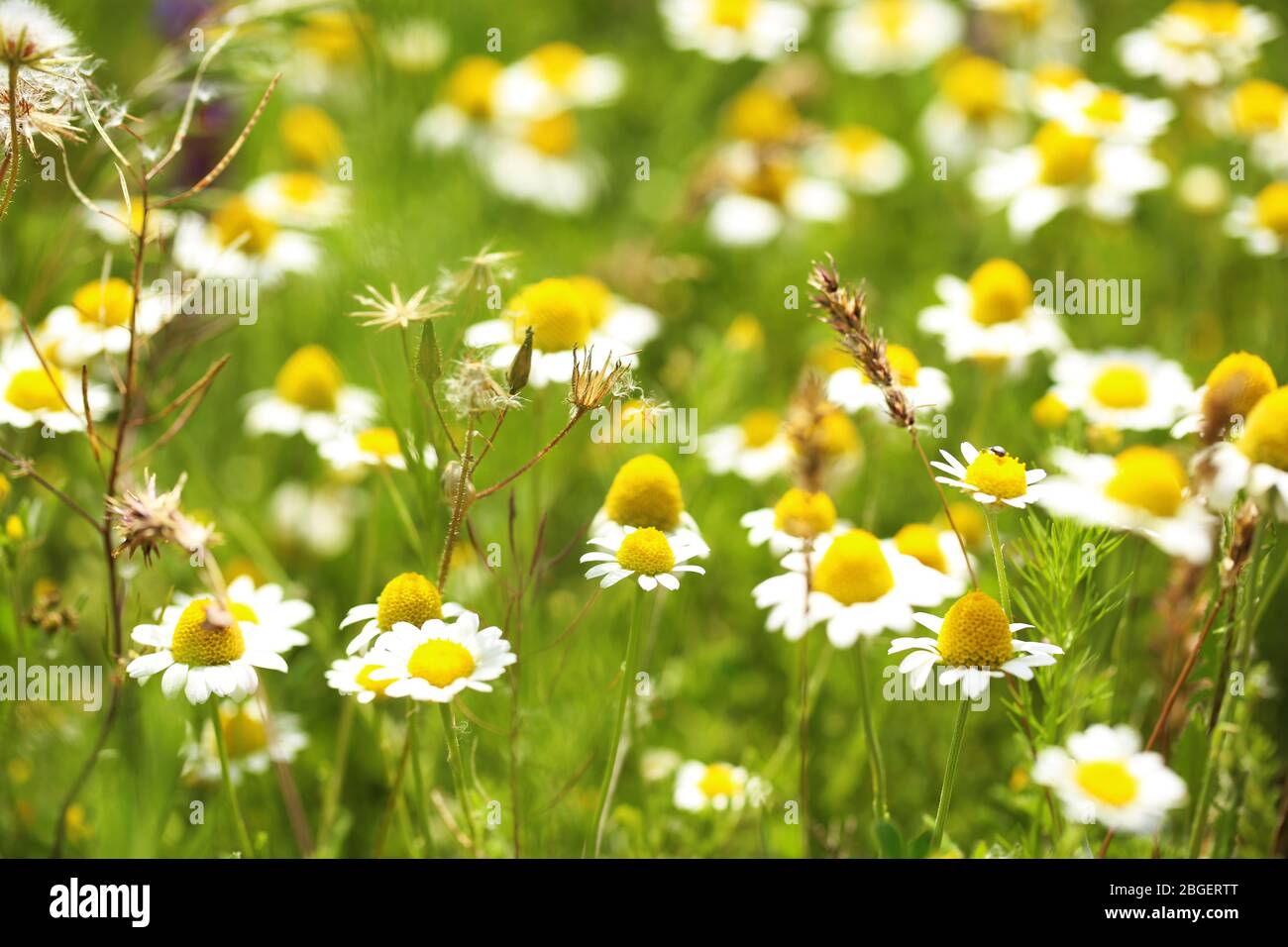 Beautiful daisy flowers in the field Stock Photo - Alamy