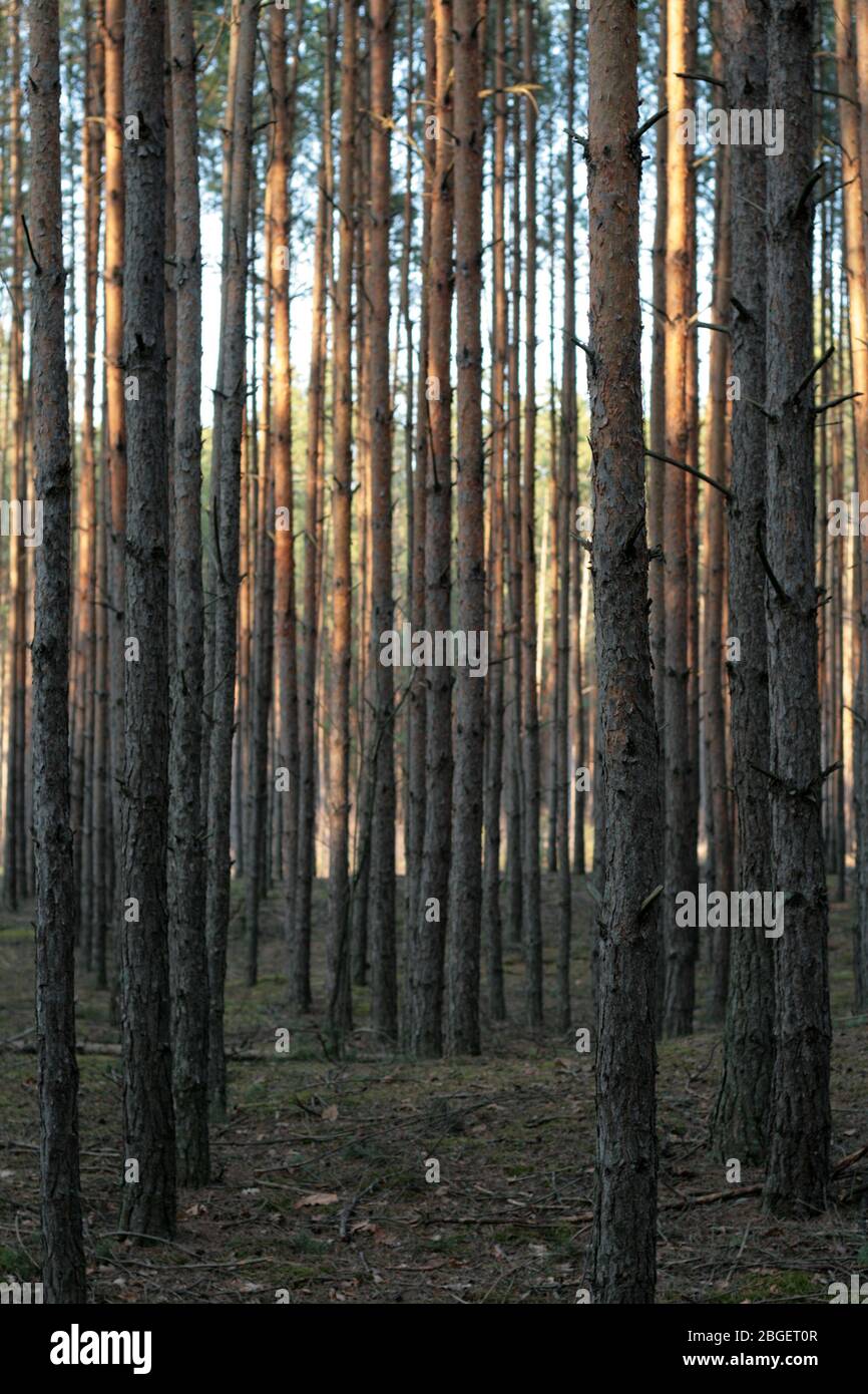 beautiful forest and beautiful forest paths Ulanów, Poland Stock Photo ...