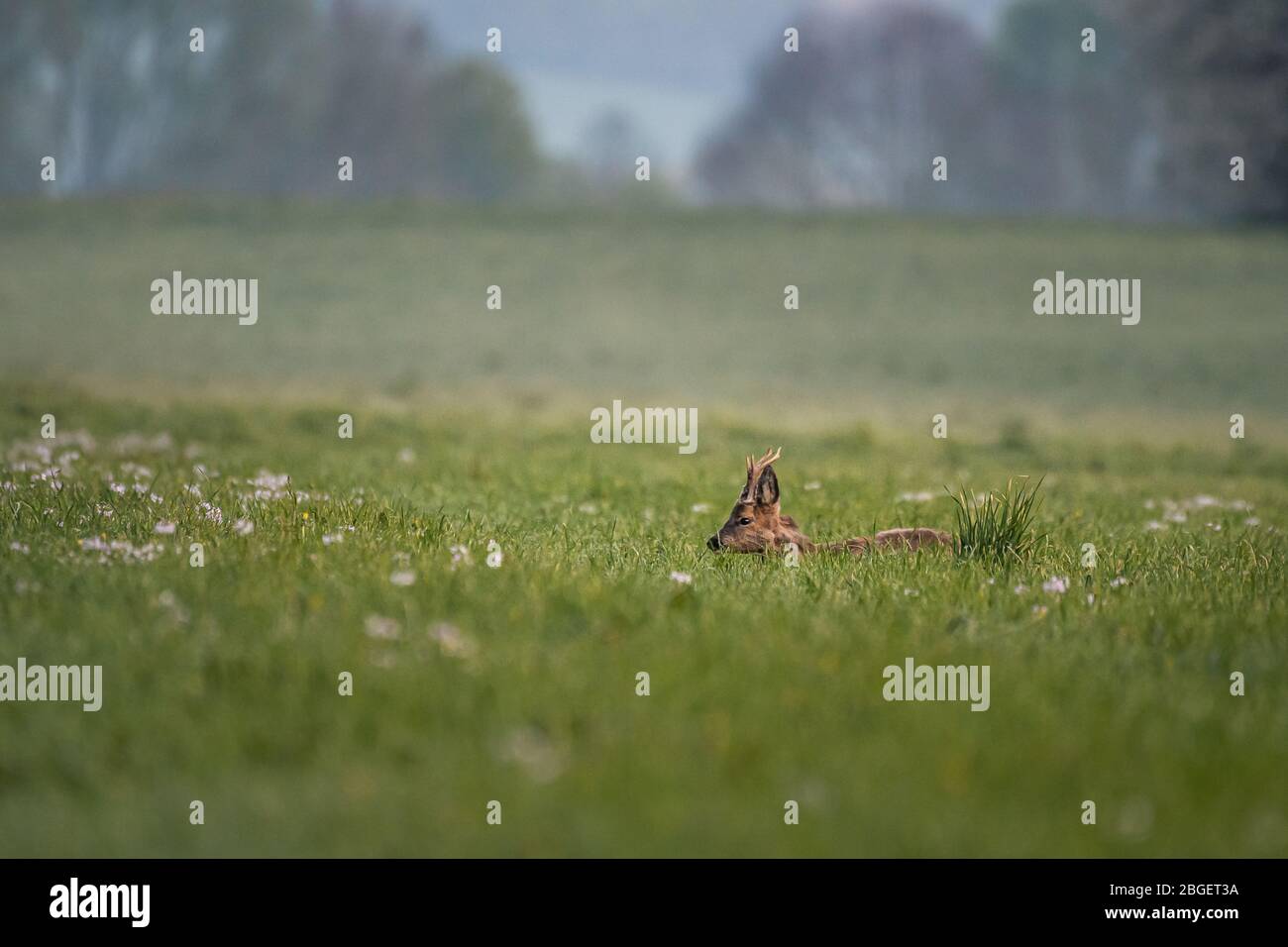 Buck deer lays on a grren field looking left Stock Photo - Alamy