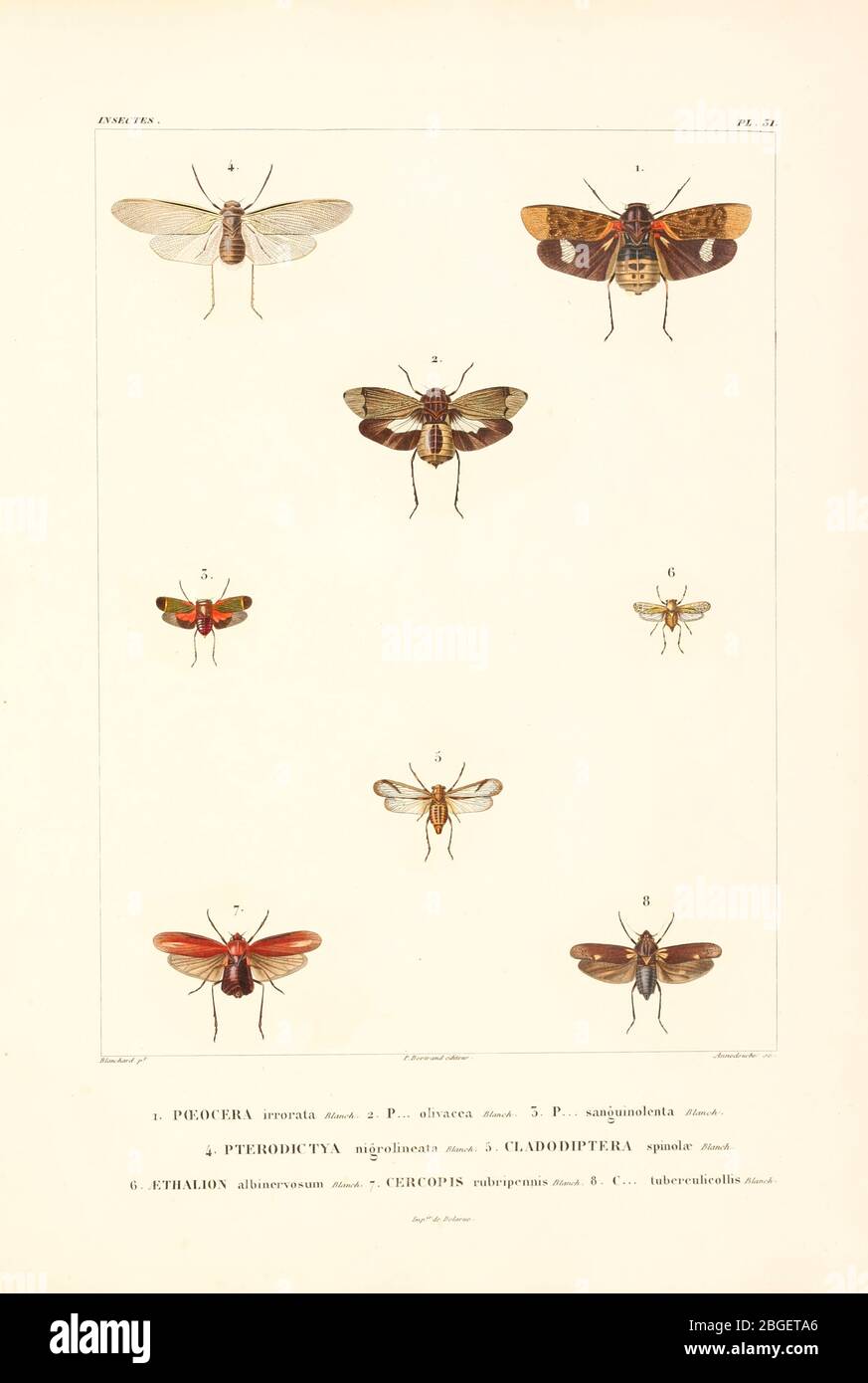 Brazil moths hi-res stock photography and images - Alamy