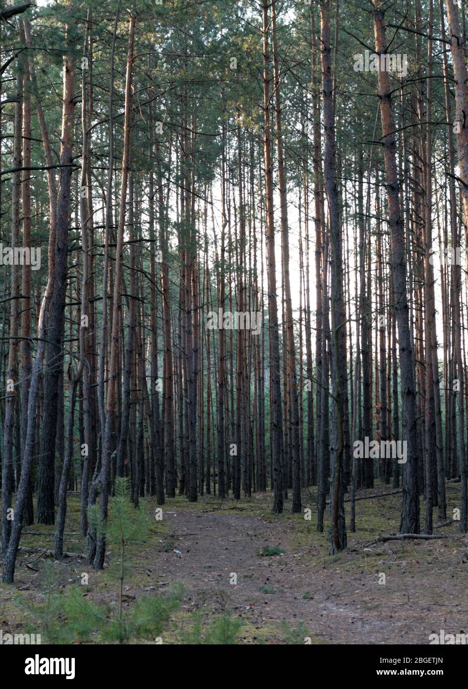beautiful forest and beautiful forest paths Ulanów, Poland Stock Photo ...