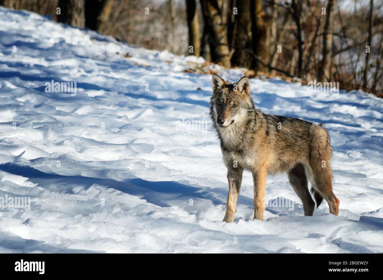 Young italian wolf canis lupus italicus hi-res stock photography and ...