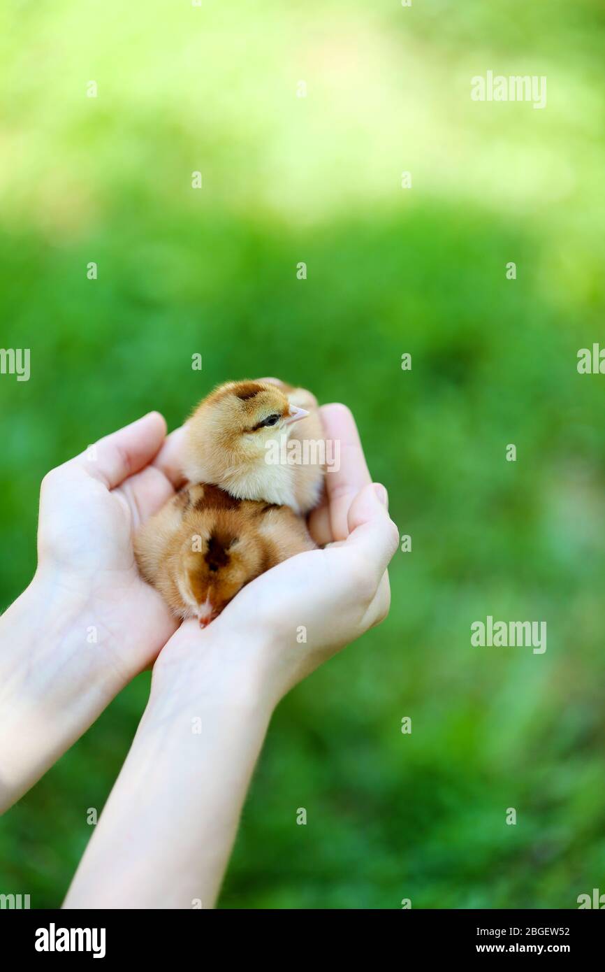 Hands holding little cute chicken isolated on white Stock Photo - Alamy