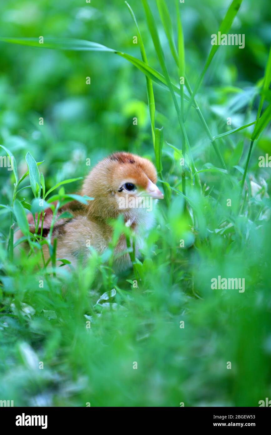 Little cute chicken on hi-res stock photography and images - Alamy