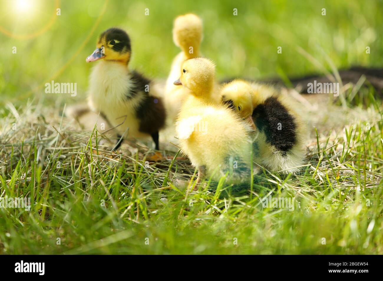 Little cute ducklings on hay, outdoors Stock Photo - Alamy