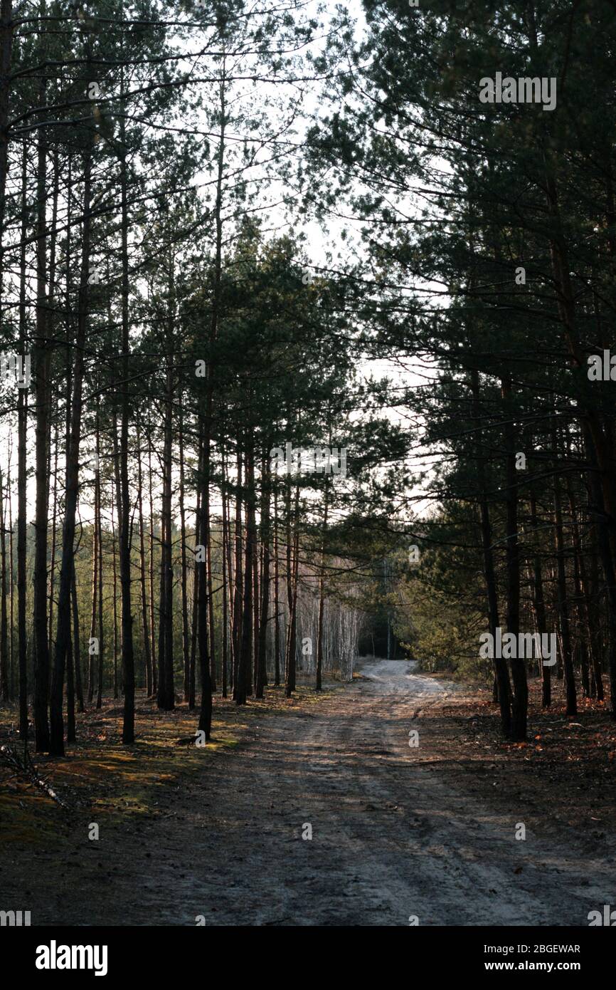 beautiful forest and beautiful forest paths Ulanów, Poland Stock Photo ...