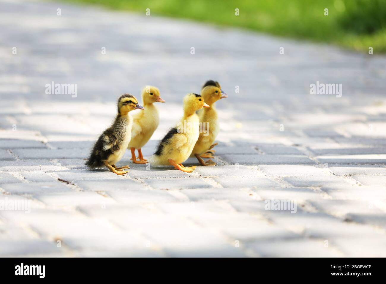 Little cute ducklings, outdoors Stock Photo - Alamy