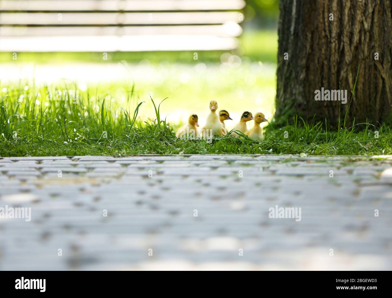 Little cute ducklings, outdoors Stock Photo - Alamy