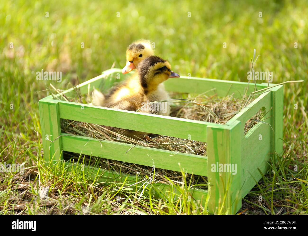 Little cute ducklings on green grass in wooden box outdoors Stock Photo ...