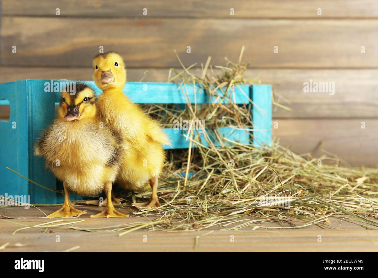 Little cute duckling in barn Stock Photo - Alamy