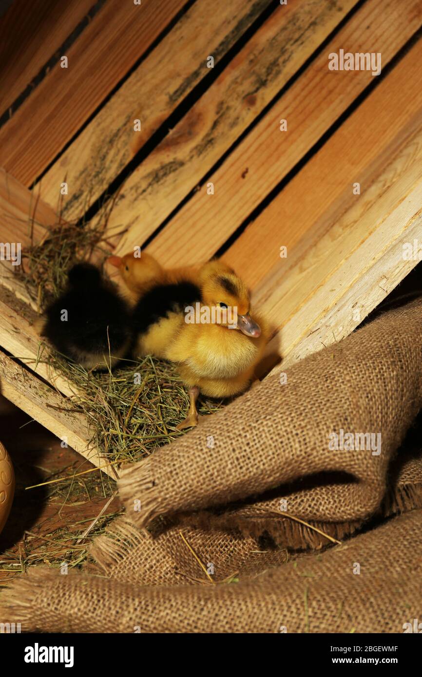 Little cute ducklings in barn Stock Photo - Alamy