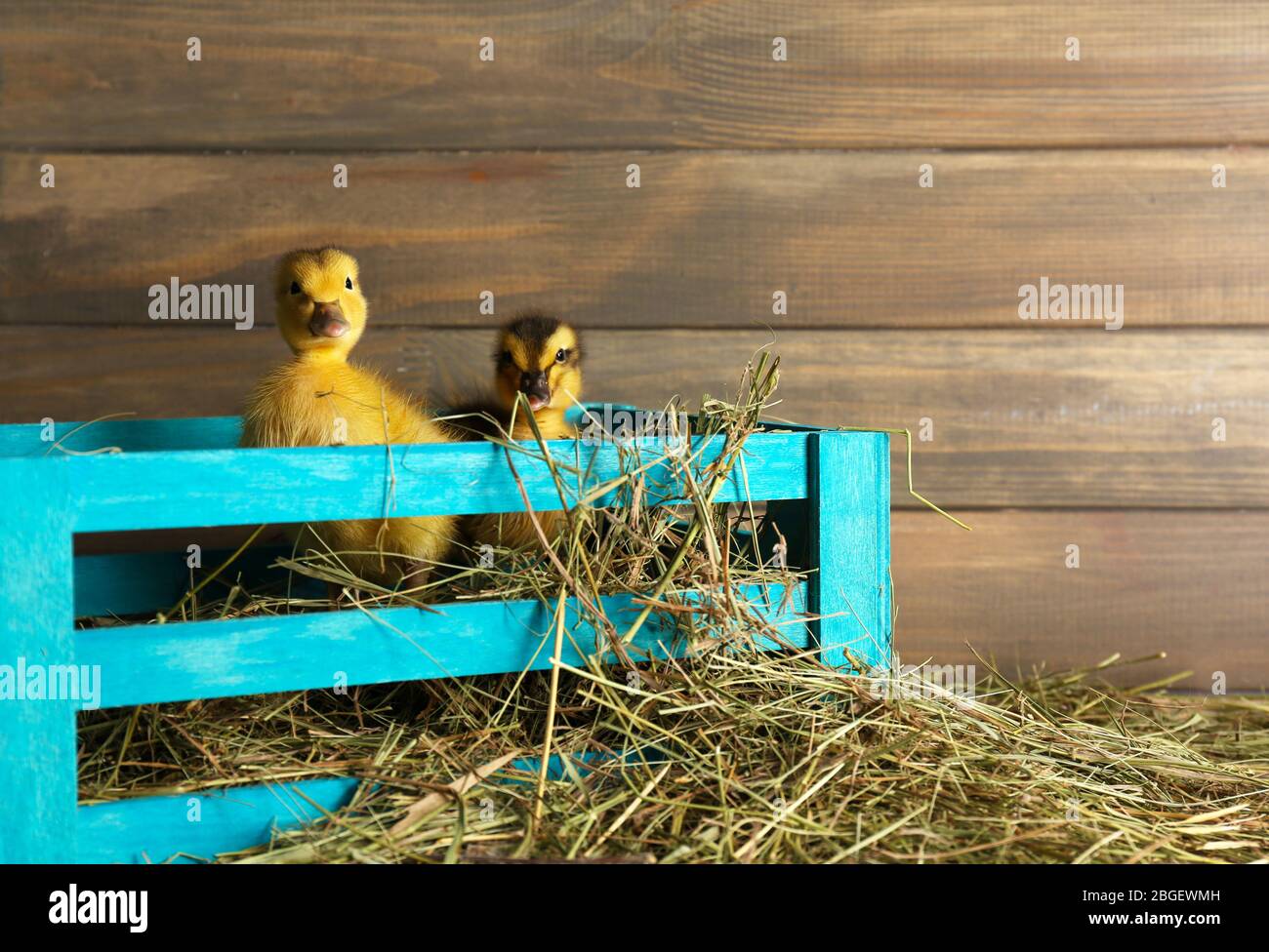 Little cute duckling in barn Stock Photo - Alamy